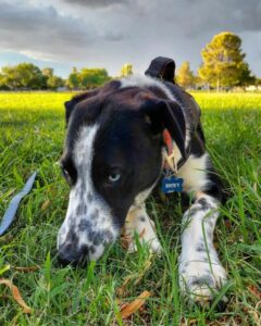 Dalmatian Husky Mix: Meet The Dalusky
