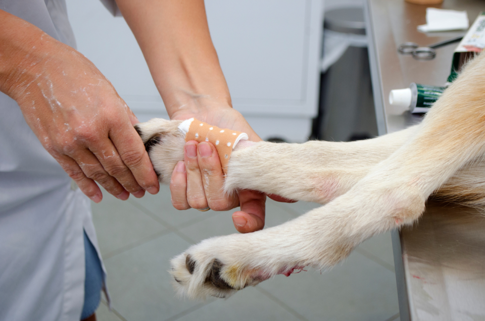 Great Pyrenees Dew Claws: Should You Keep Them Or Not?