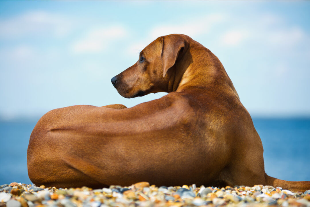 5+ Rhodesian Ridgeback Colors: All Shades Of A Lion Dog