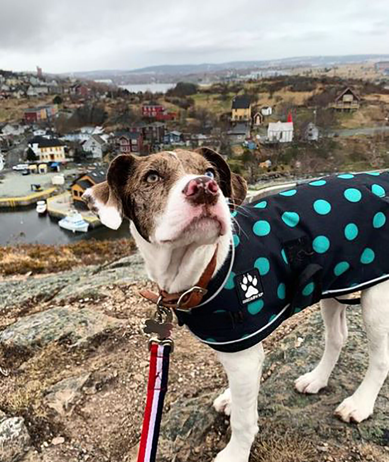 44 Perfect English Bulldog Mixes That You Will Simply Adore