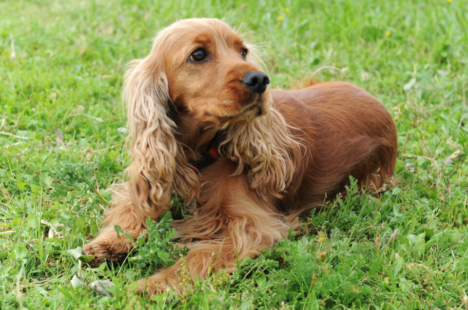 Top 8 English Cocker Spaniel Breeders In The States