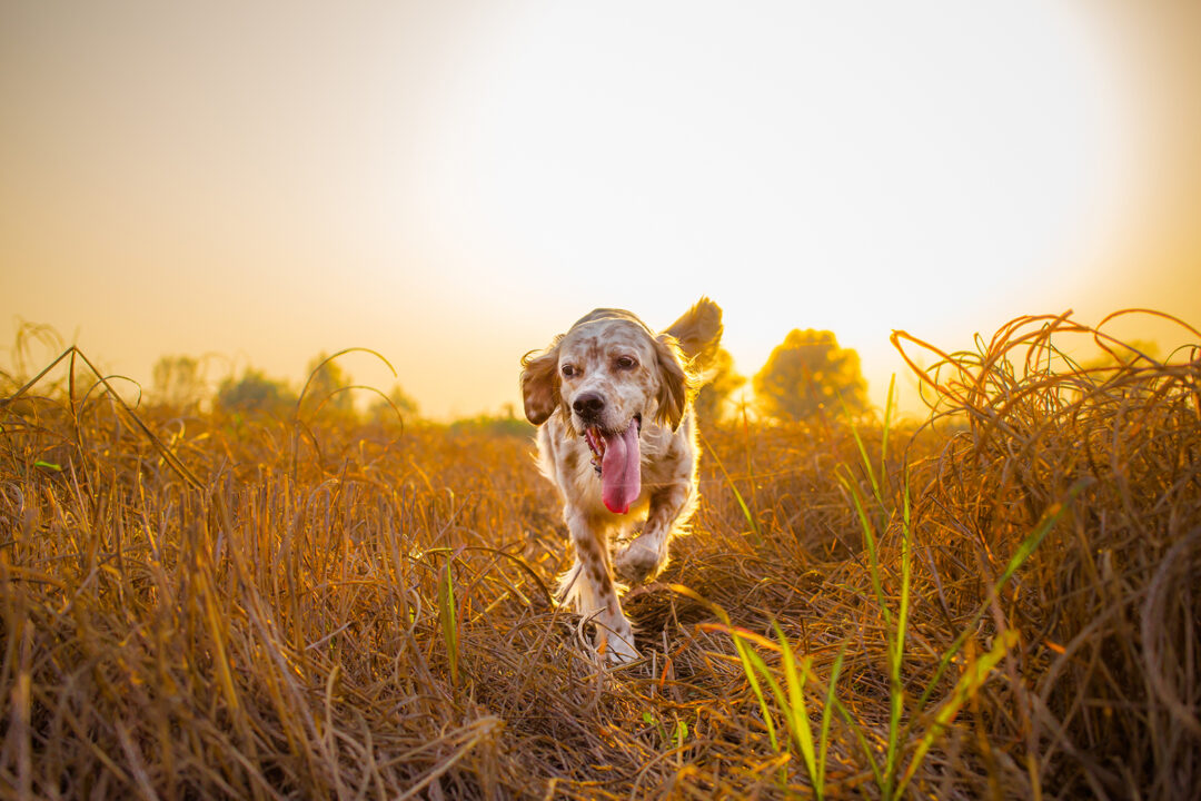 36 Bird Hunting Dog Breeds: Set, Flush, Point, Retrieve
