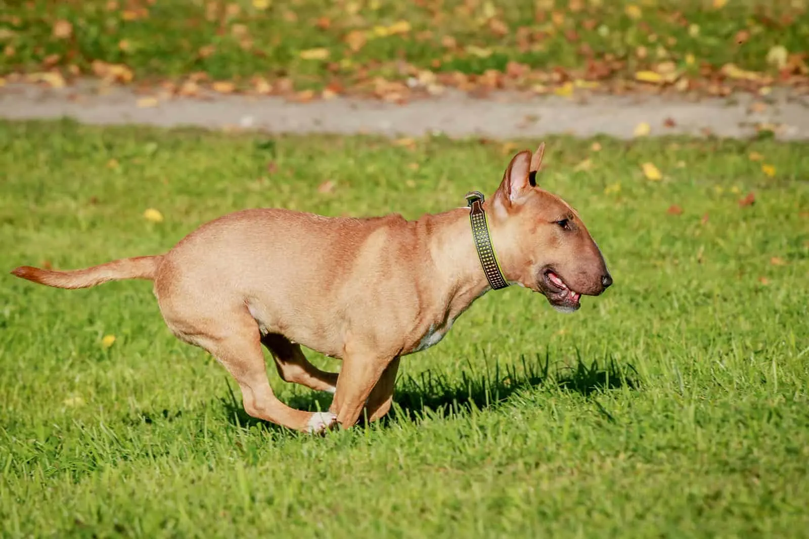 5 Bull Terrier Colors You Need To Know About