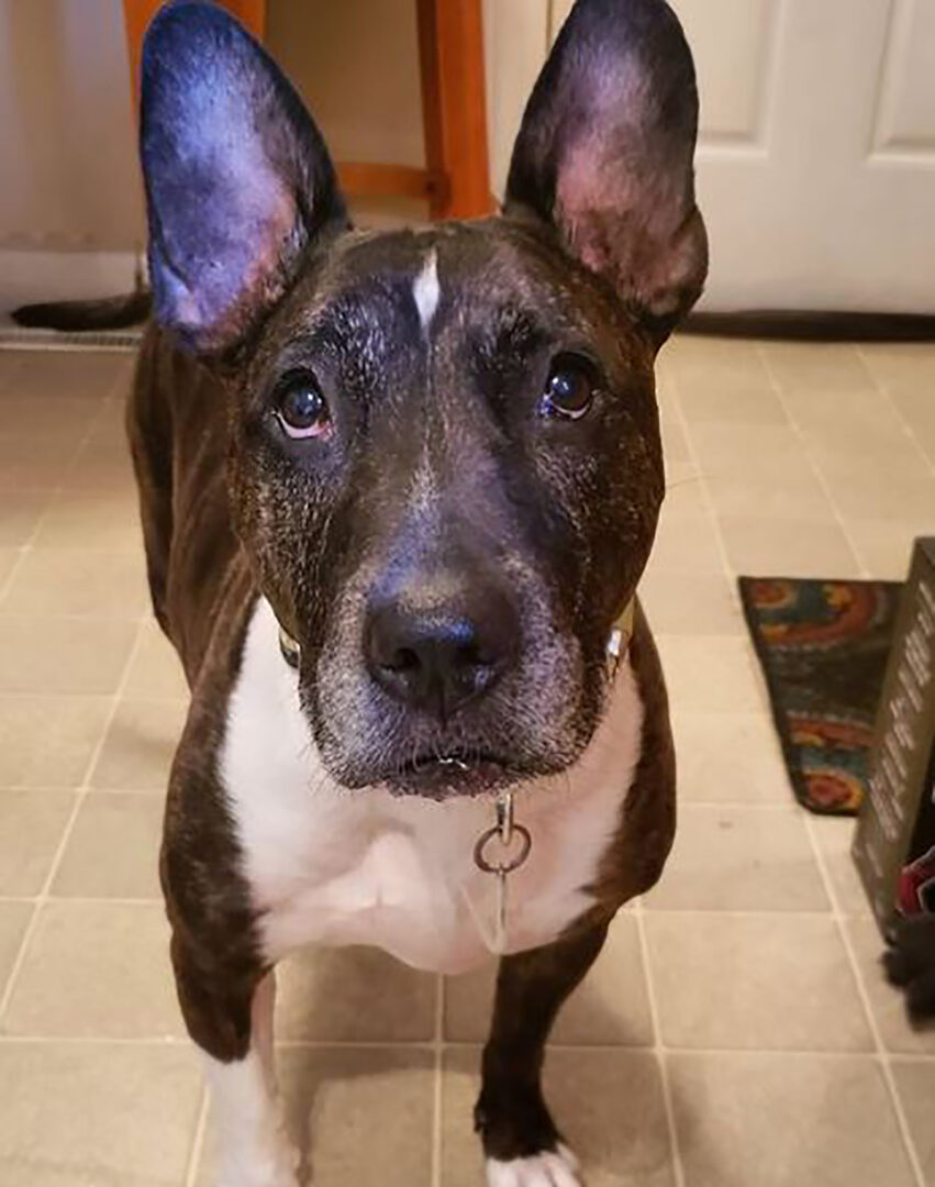 25 Bull Terrier Mixes You Need To Check Out