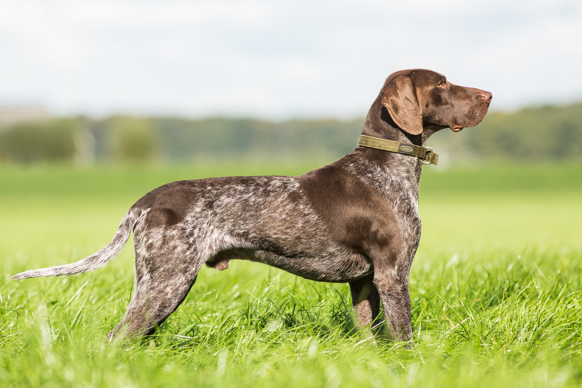36 Bird Hunting Dog Breeds: Set, Flush, Point, Retrieve