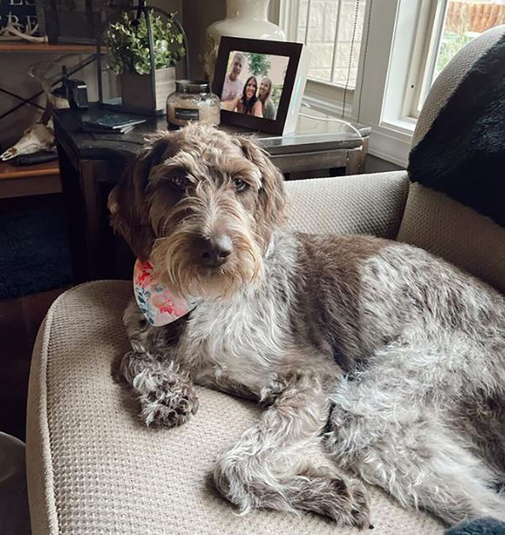 German Shorthaired Pointer Mixes: Meet 15 Smart Dog Breeds