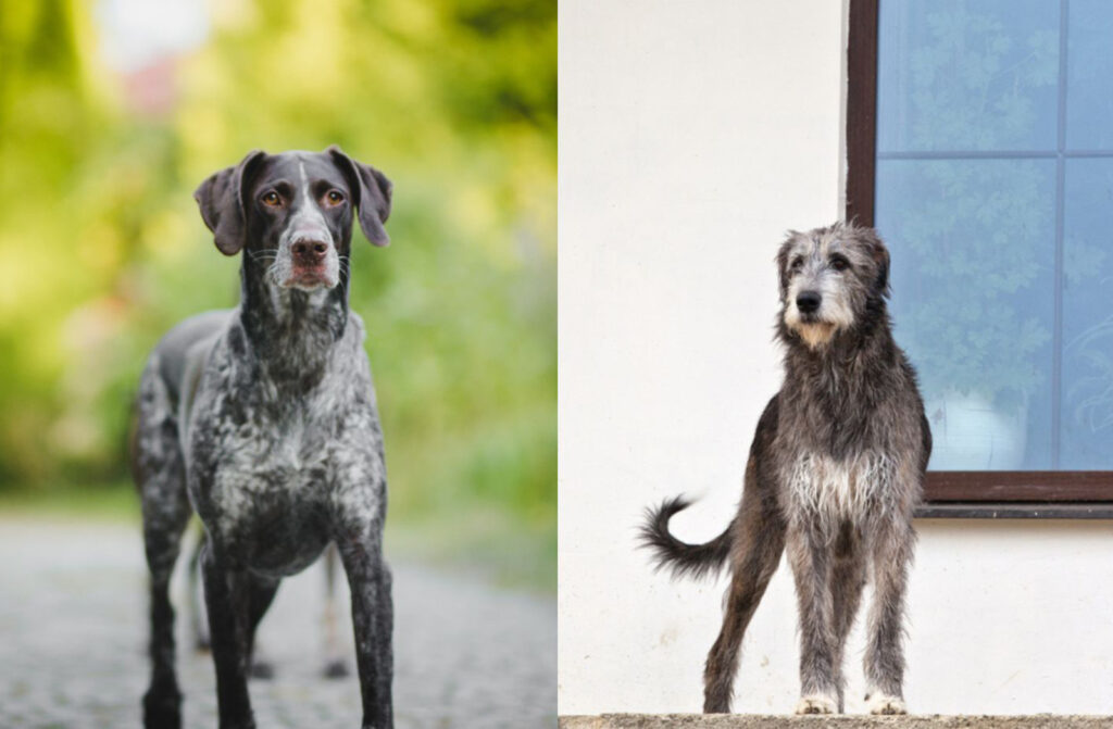 23 Irish Wolfhound Mixes: Crossbreeds You’ve Got To Love