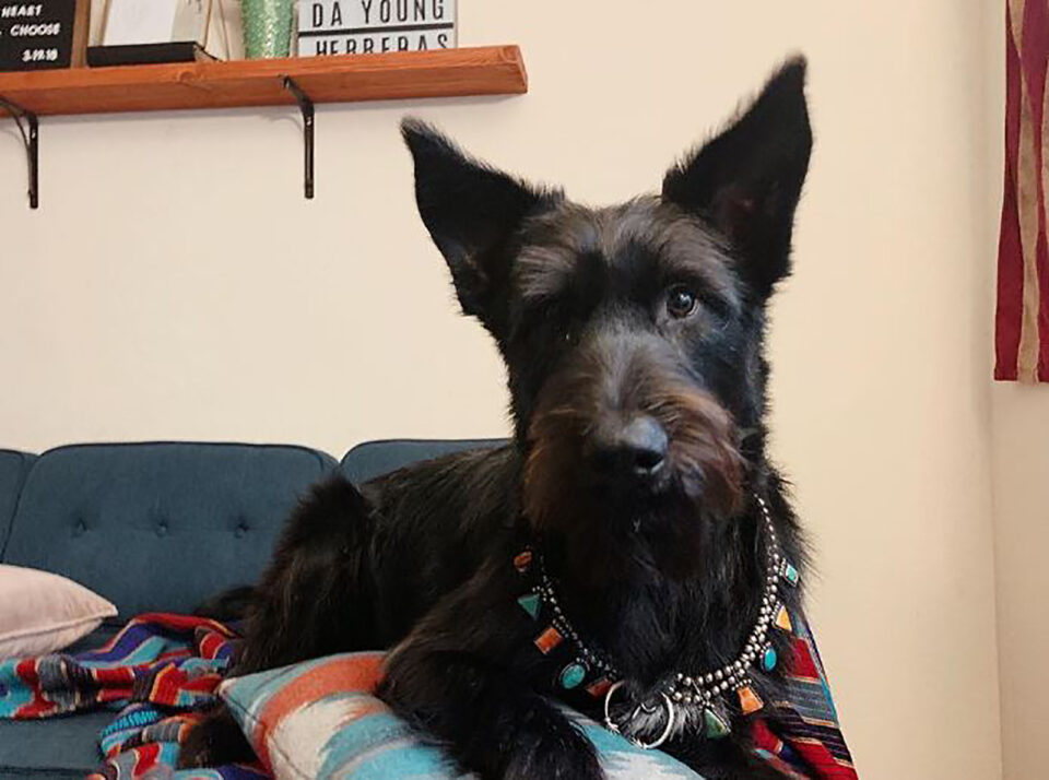 23 Irish Wolfhound Mixes: Crossbreeds You’ve Got To Love