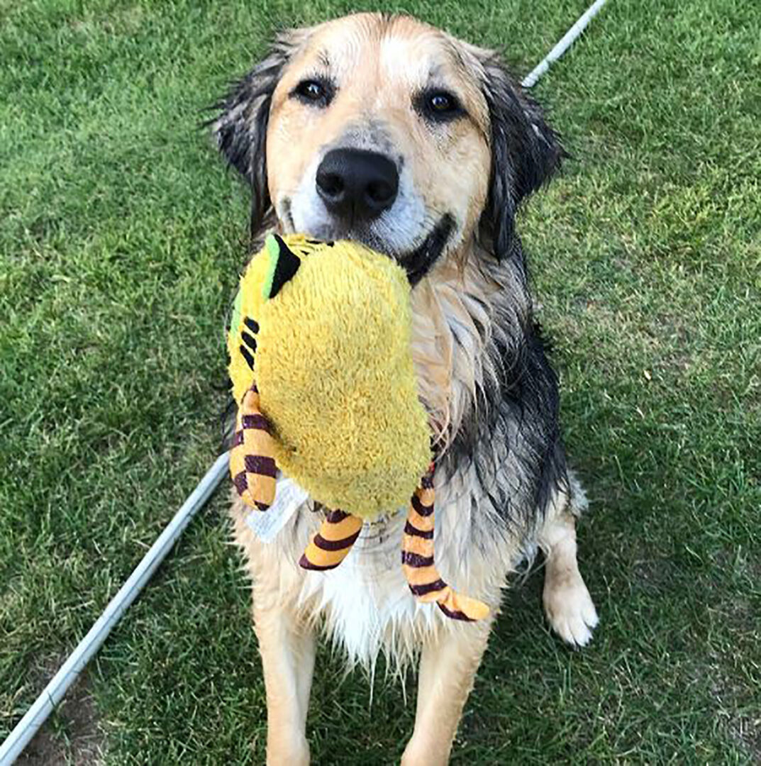 The Top 40 Shetland Sheepdog Mixes You Will Adore
