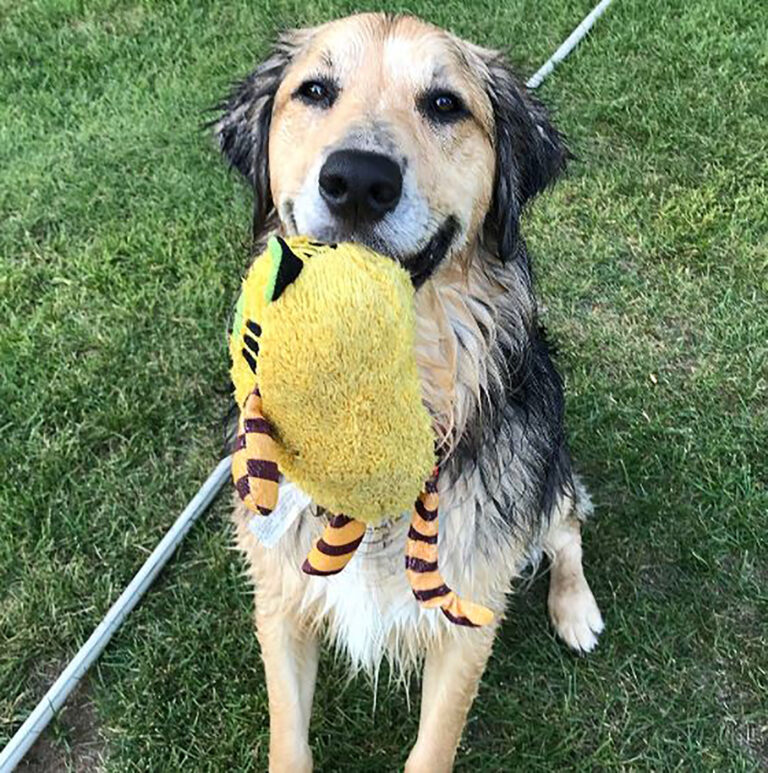 The Top 40 Shetland Sheepdog Mixes You Will Adore