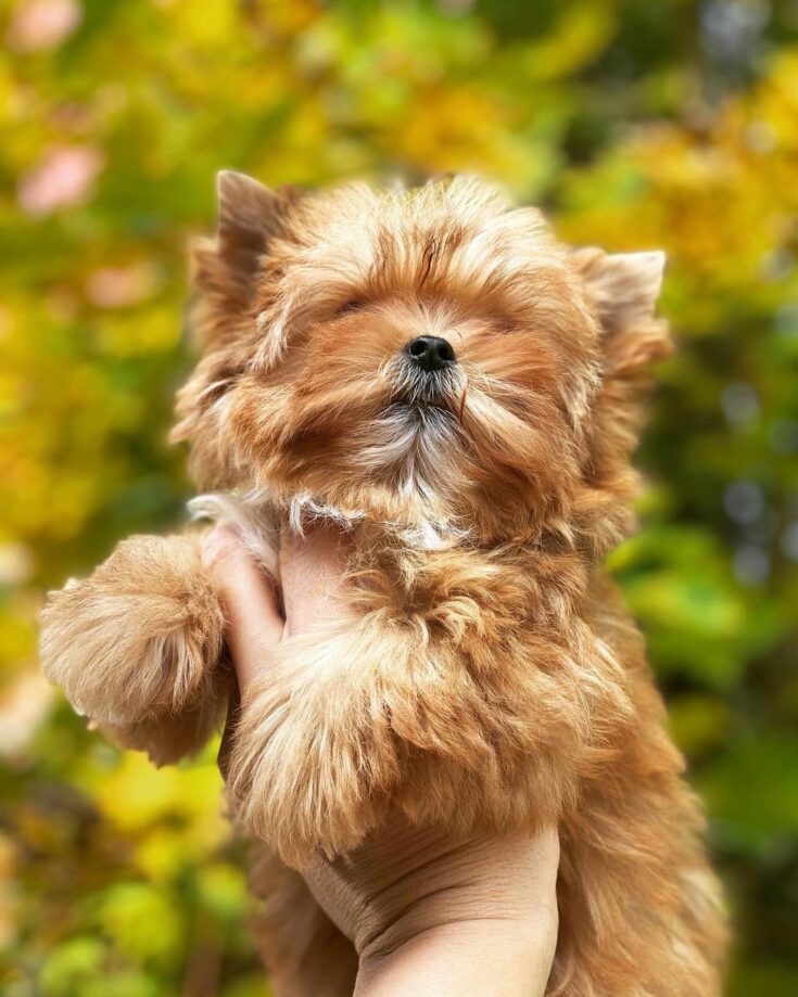 8 Yorkie Colors: Let’s Meet These Puppy Fashionistas