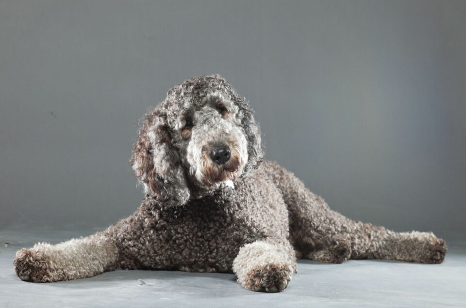 16 Labradoodle Colors: A Complete Guide To All Shades