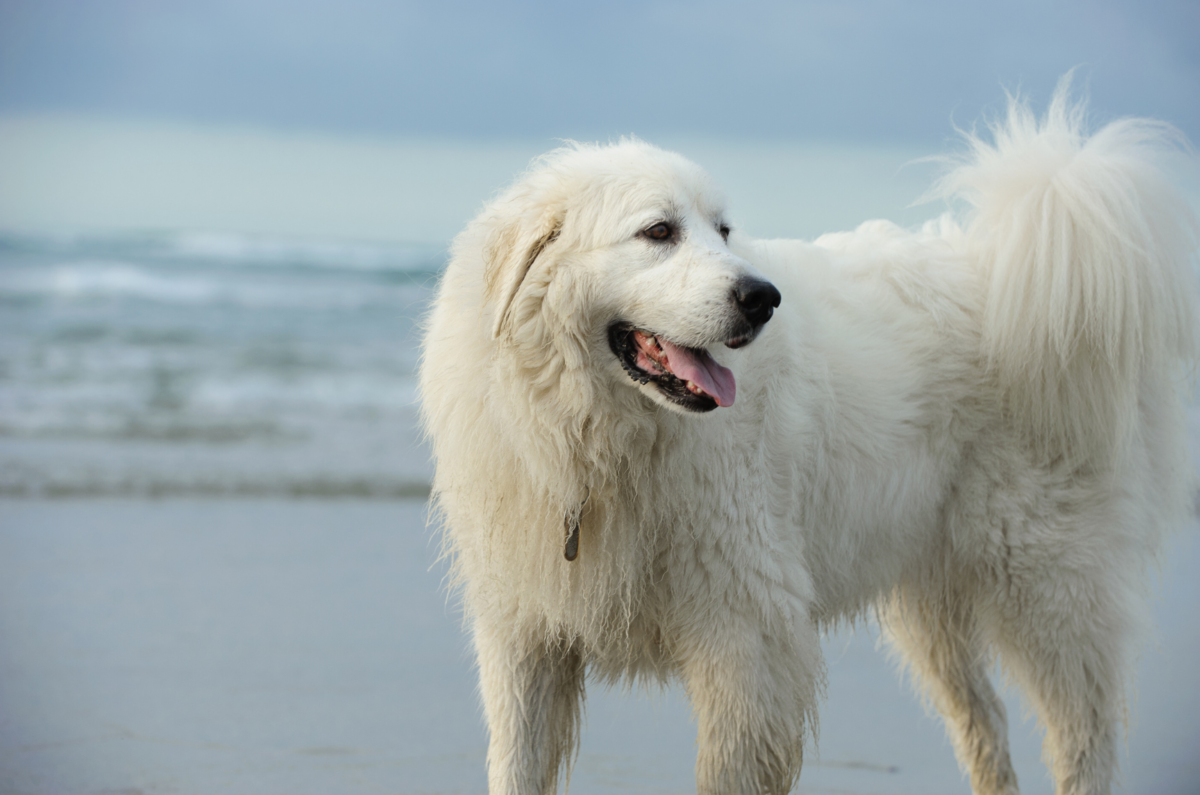 13 Reliable Great Pyrenees Breeders From Across The States