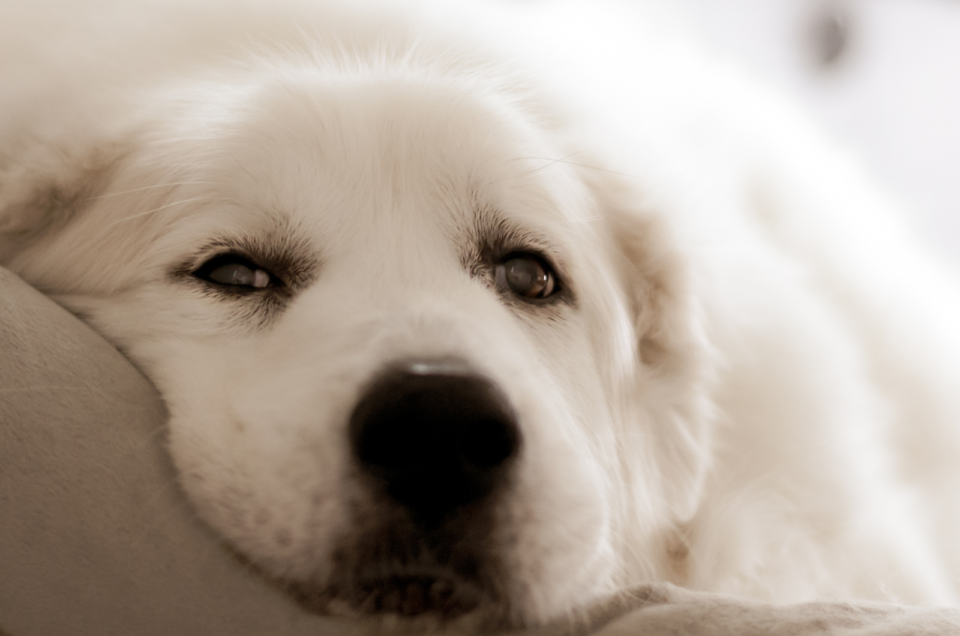 Great Pyrenees Dew Claws: Should You Keep Them Or Not?