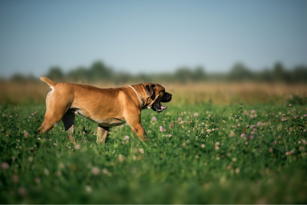 Boerboel 4 Colors & 4 Markings: Get To Know This Dog's Coat
