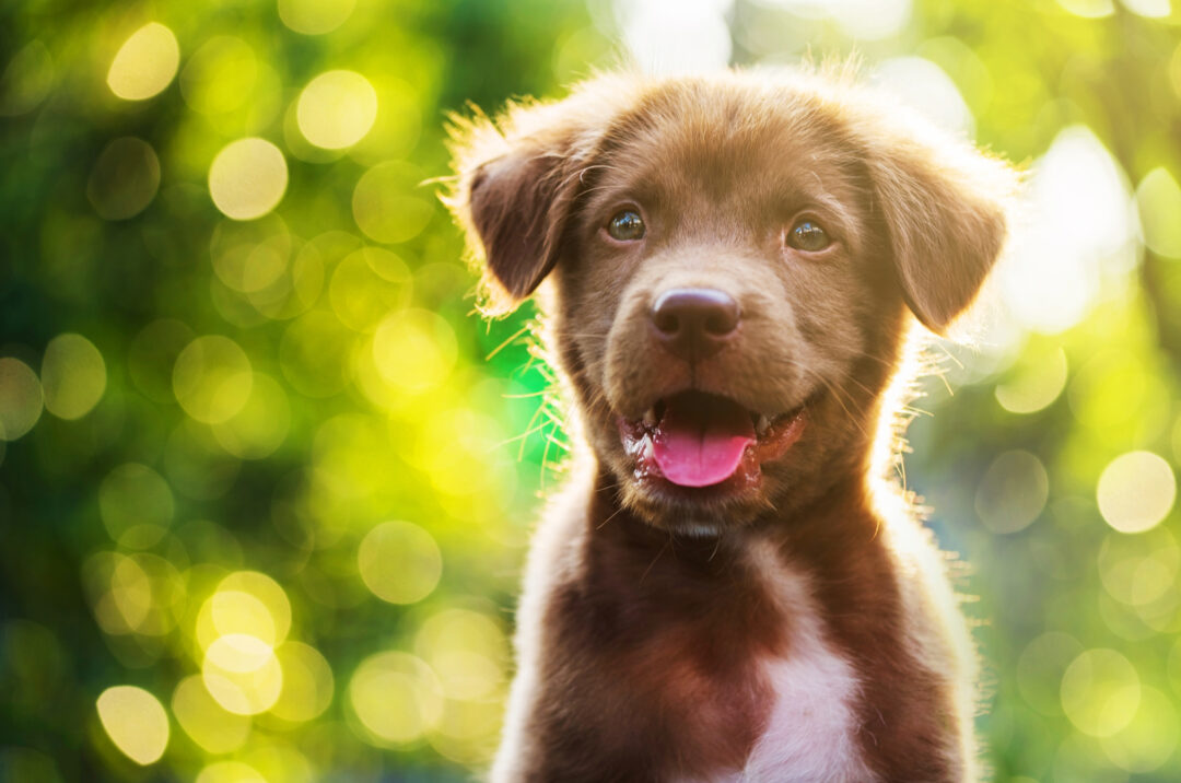 Dog Colors 101: An Introduction To Doggy Shades And Patterns - PupVine