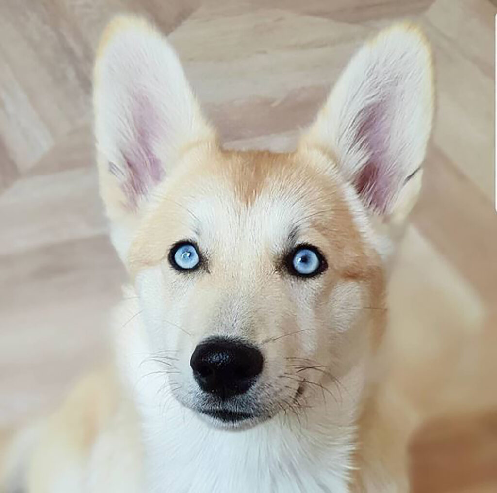 Siberian Husky Mixes: Meet 27 Wonderful Crossbreeds