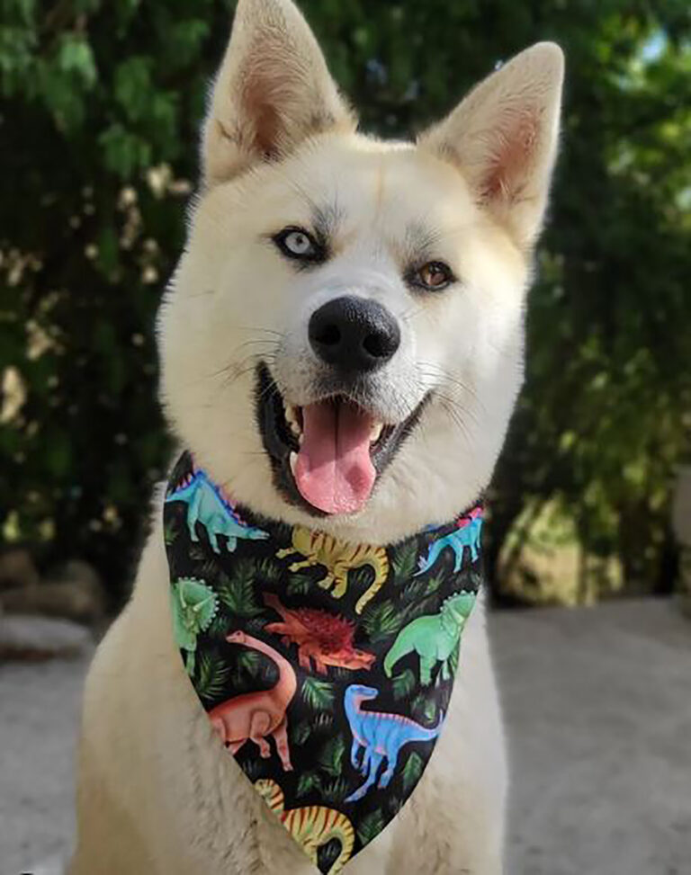 Siberian Husky Mixes: Meet 27 Wonderful Crossbreeds