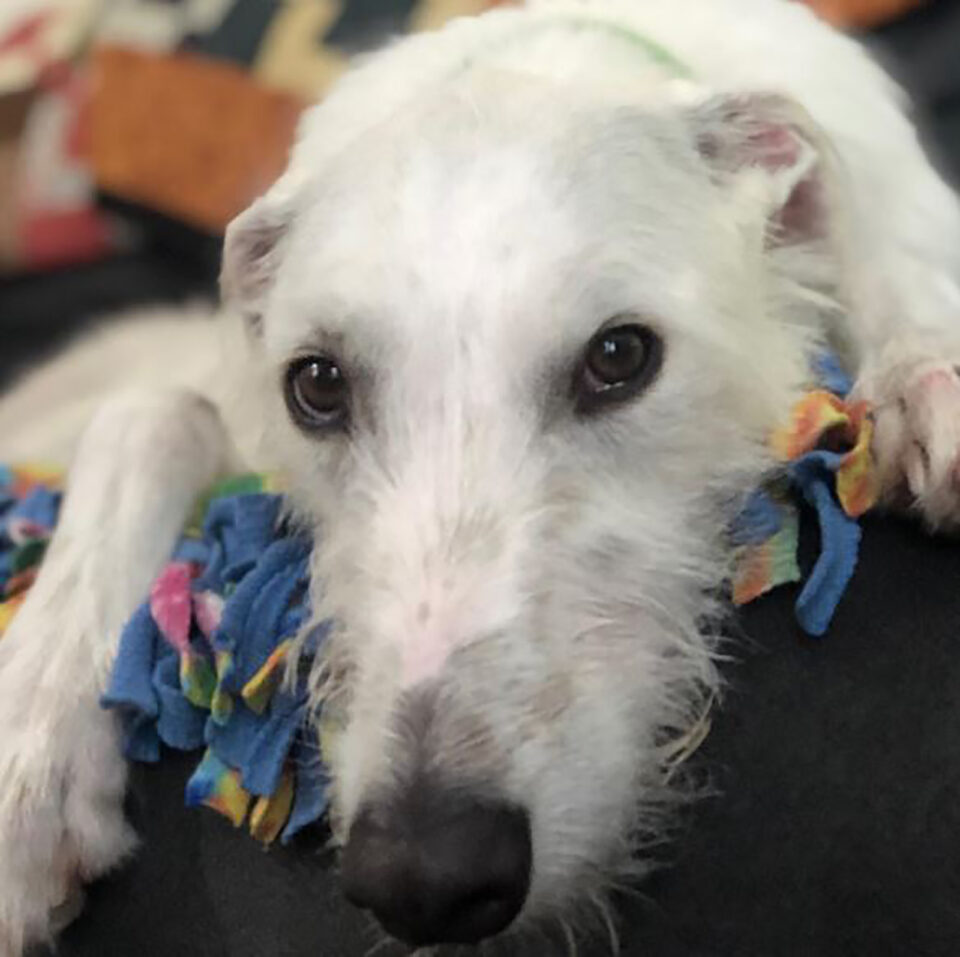 23 Irish Wolfhound Mixes: Crossbreeds You’ve Got To Love