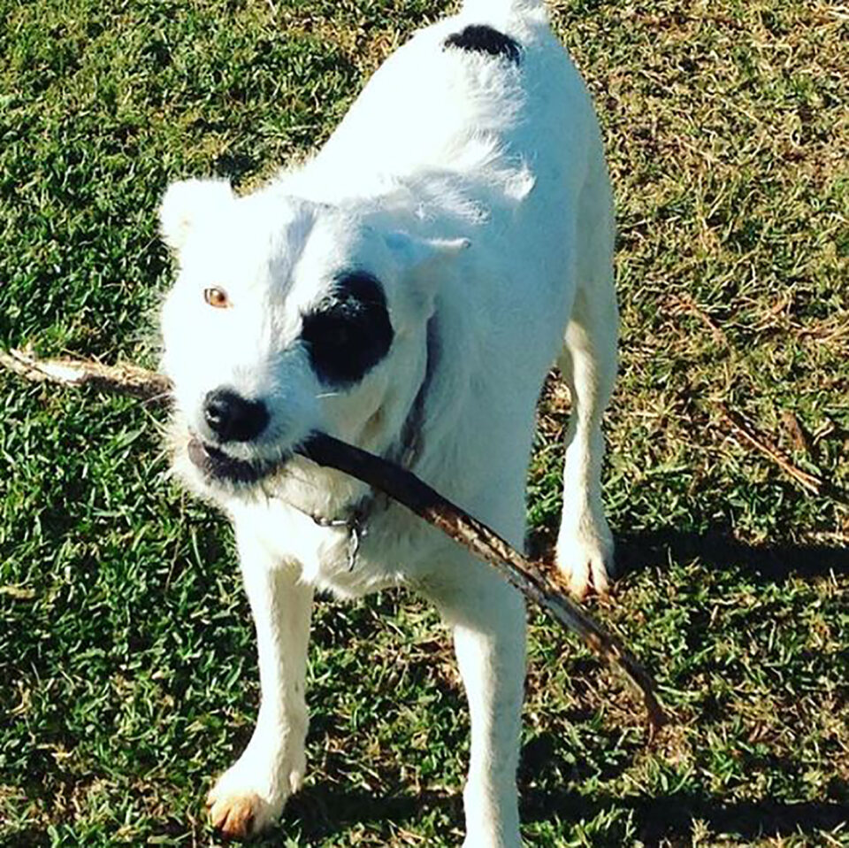 23 Irish Wolfhound Mixes: Crossbreeds You’ve Got To Love