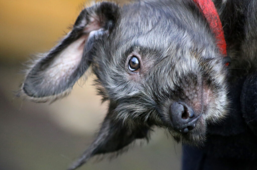22 Irish Wolfhound Colors To Make Your Day (With Pictures)