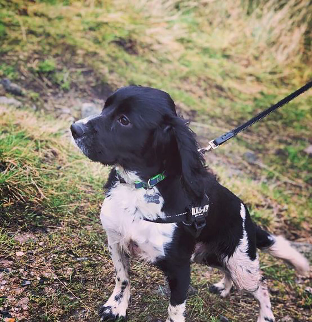 29 Springer Spaniel Mixes You Won’t Be Able To Resist