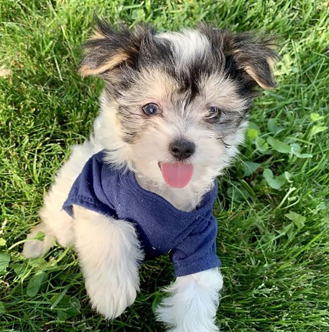 Maltese Mixes: 29 Gorgeous Maltese Hybrid Dogs