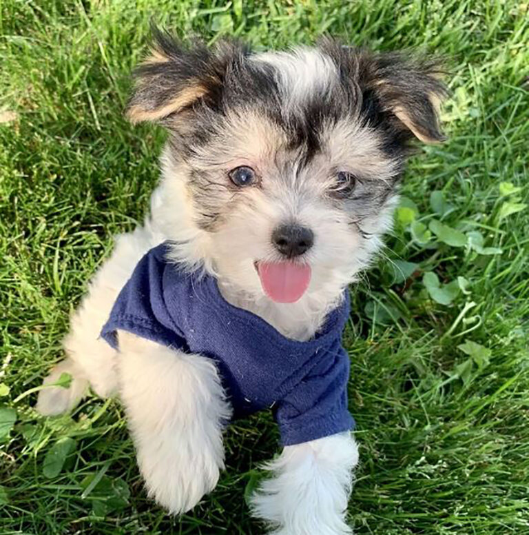 Maltese Mixes: 29 Gorgeous Maltese Hybrid Dogs