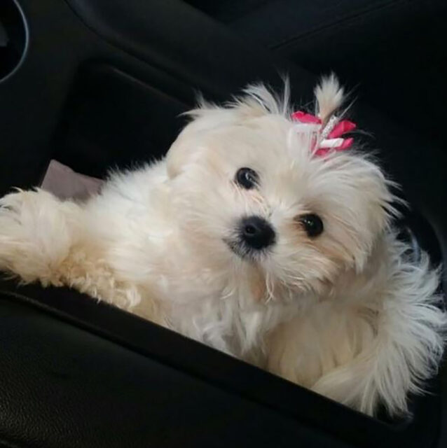 Maltese Mixes: 29 Gorgeous Maltese Hybrid Dogs
