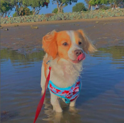 Maltese Mixes: 29 Gorgeous Maltese Hybrid Dogs