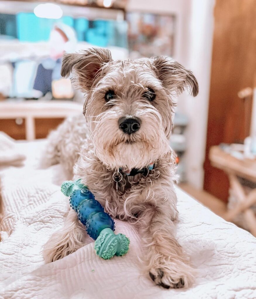 These 50 Schnauzer Mixes Will Make You Want One ASAP