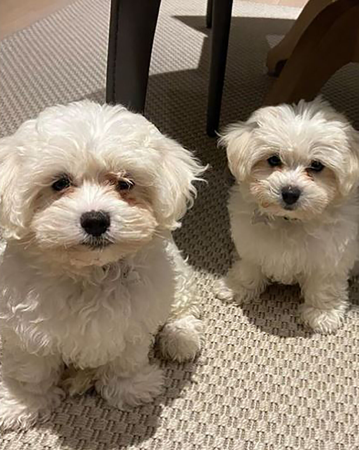 Maltese Mixes: 29 Gorgeous Maltese Hybrid Dogs