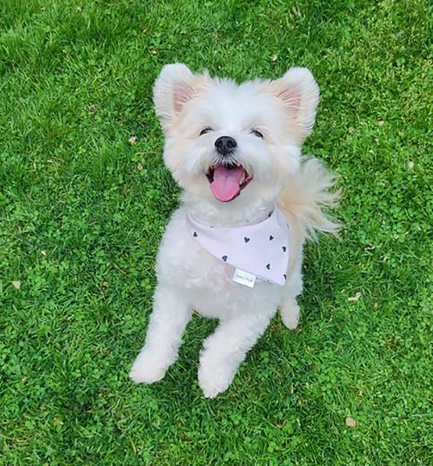 26 Pomeranian Mixes: Too Cute To Handle