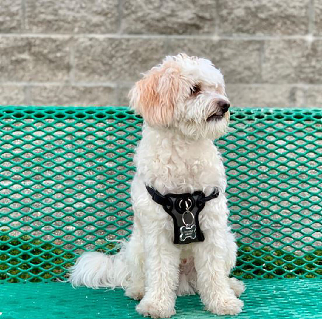 Maltese Mixes: 29 Gorgeous Maltese Hybrid Dogs