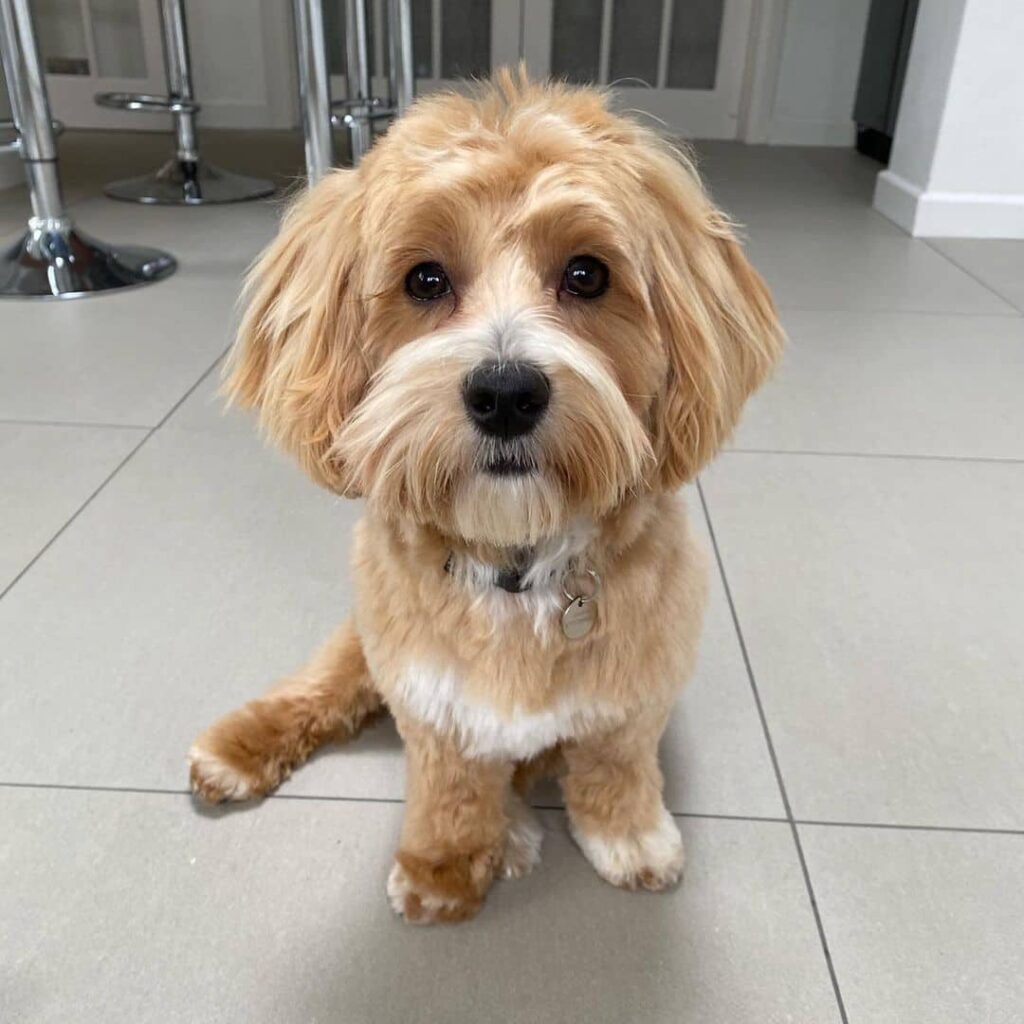 15 Adorable Maltipoo Haircuts + Tips For Grooming