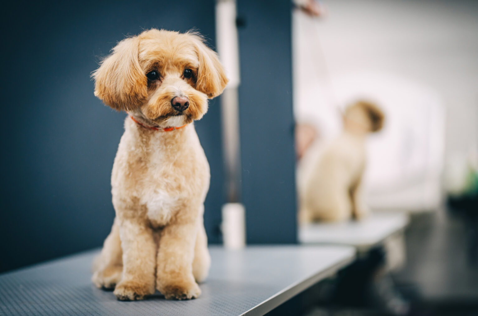 15 Adorable Maltipoo Haircuts + Tips For Grooming