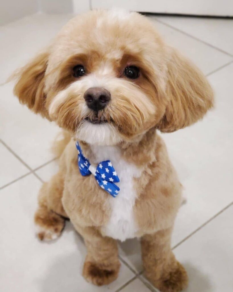 15 Adorable Maltipoo Haircuts + Tips For Grooming