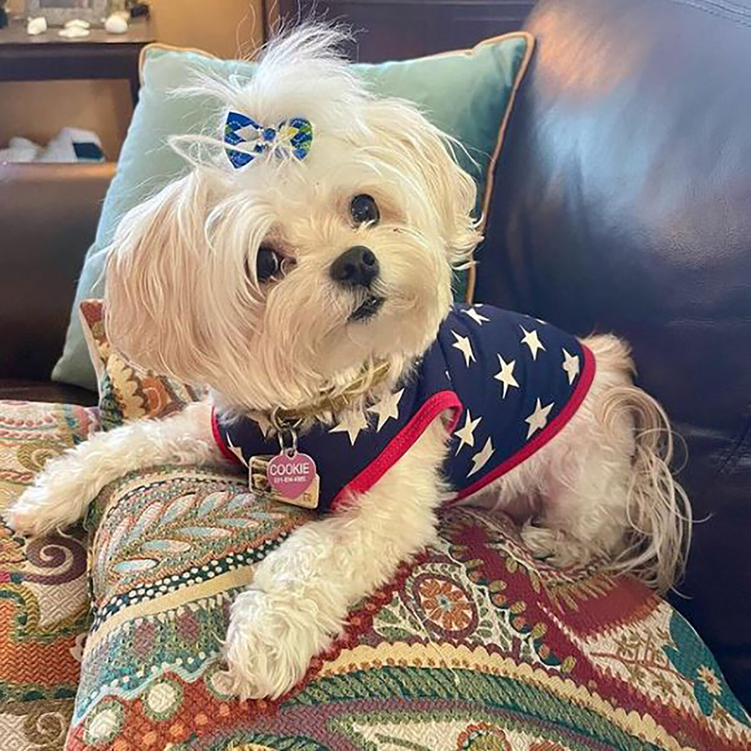 Yorkie Mixes: 40 Gorgeous Mixed Dog Breeds