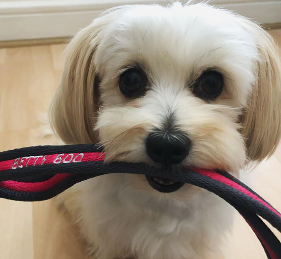 Maltese Mixes: 29 Gorgeous Maltese Hybrid Dogs