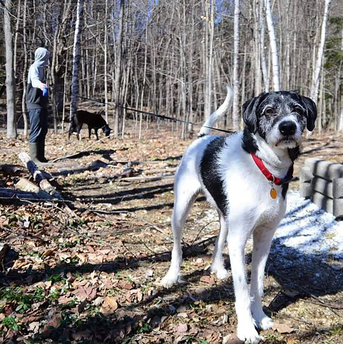 23 Irish Wolfhound Mixes: Crossbreeds You’ve Got To Love