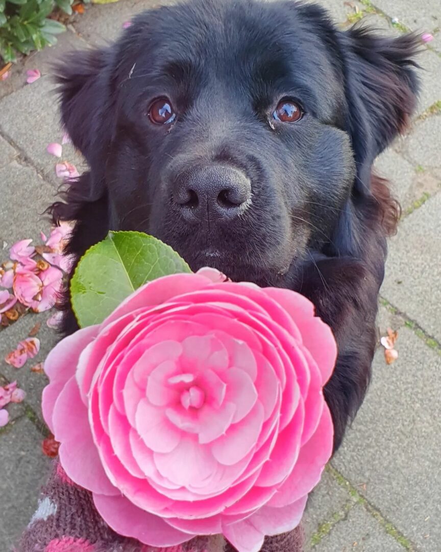 22 Amazing Newfoundland Mixes: Meet The Hairy Giants