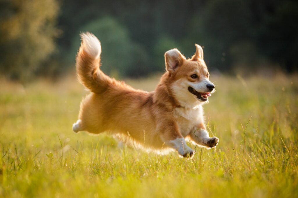 43 Cattle Dog Breeds To Round Up, Drove And Protect