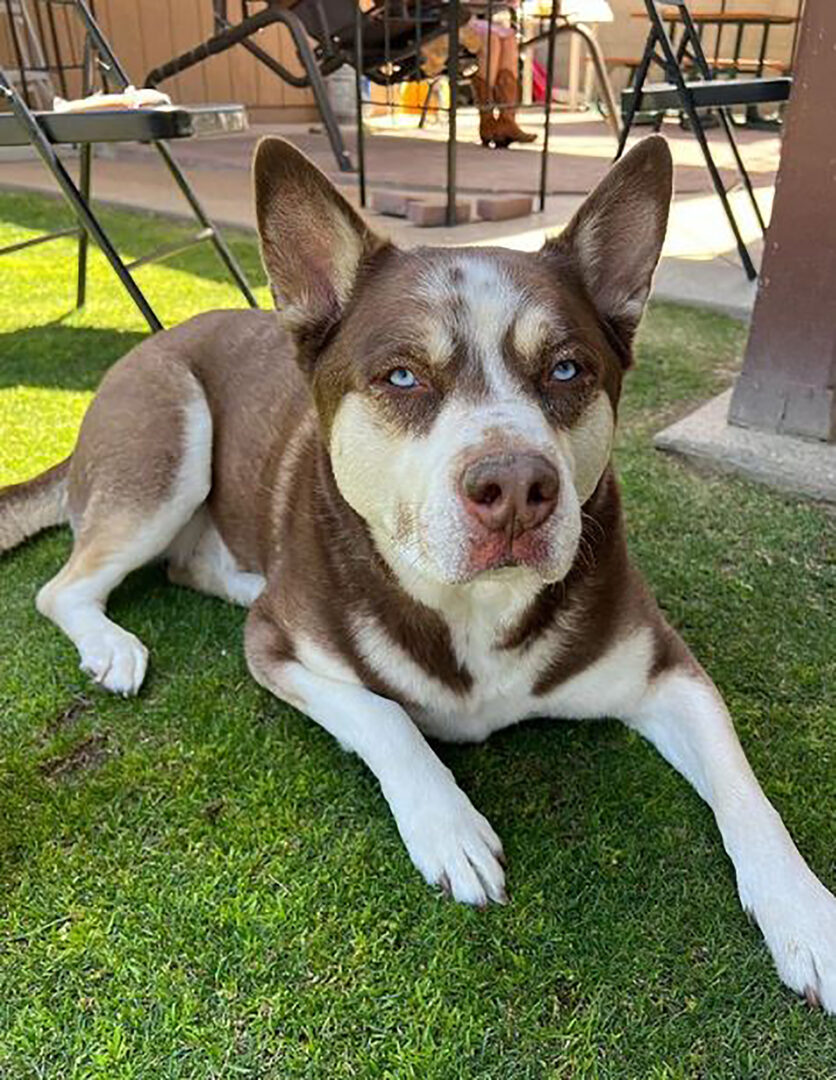 Siberian Husky Mixes: Meet 27 Wonderful Crossbreeds
