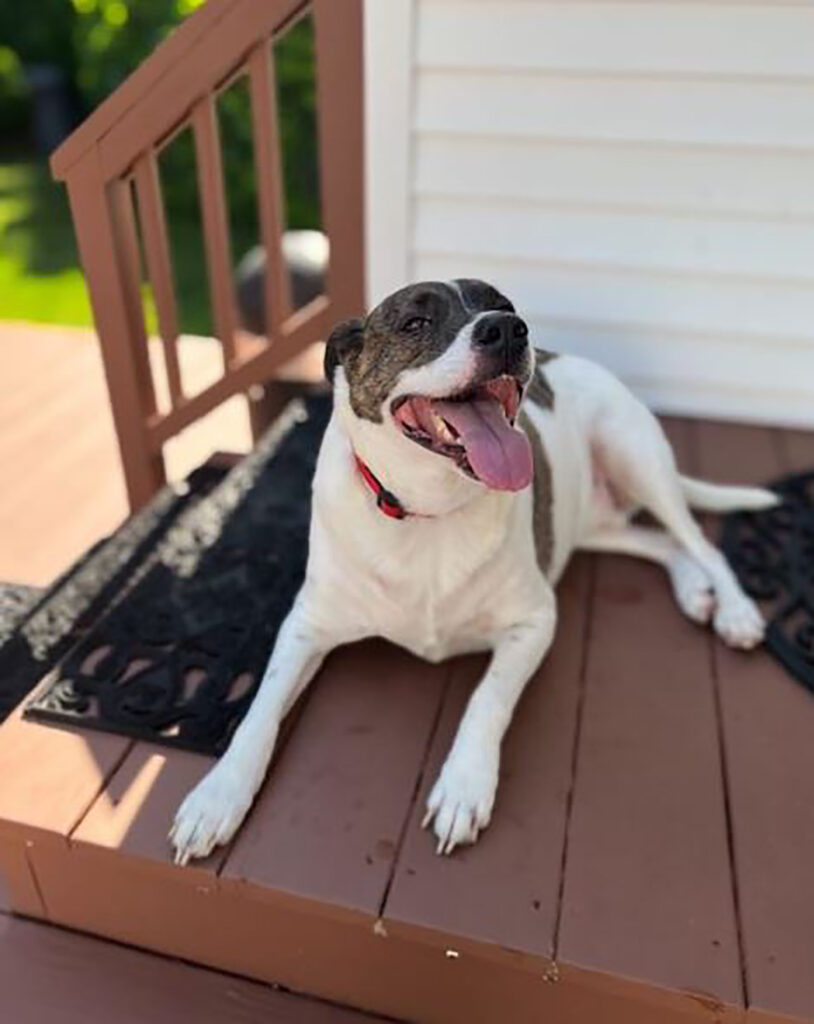 German Shorthaired Pointer Mixes: Meet 15 Smart Dog Breeds