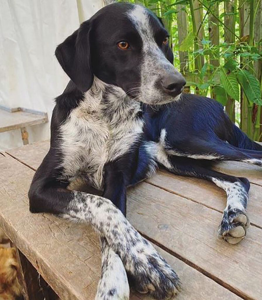 German Shorthaired Pointer Mixes: Meet 15 Smart Dog Breeds