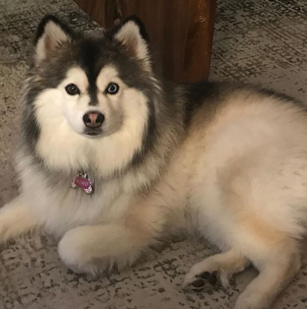 26 Pomeranian Mixes: Too Cute To Handle