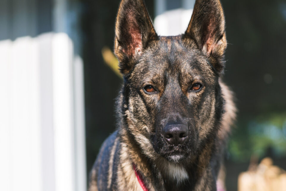 Belgian Malinois German Shepherd Mix: Amazing Designer Dog