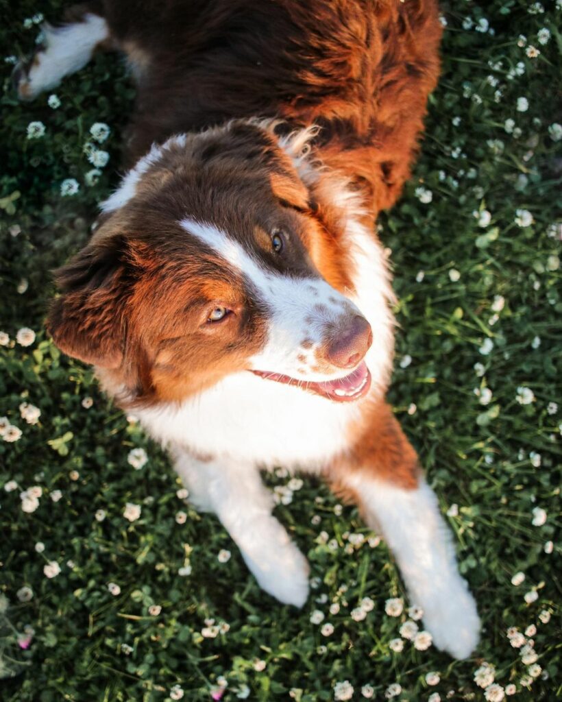 Australian Shepherd Colors: How Many Shades Are There?