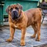 Boerboel 4 Colors & 4 Markings: Get To Know This Dog's Coat