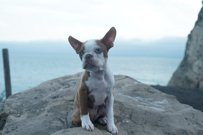 9 Boston Terrier Colors That You Will Adore (With Pictures)
